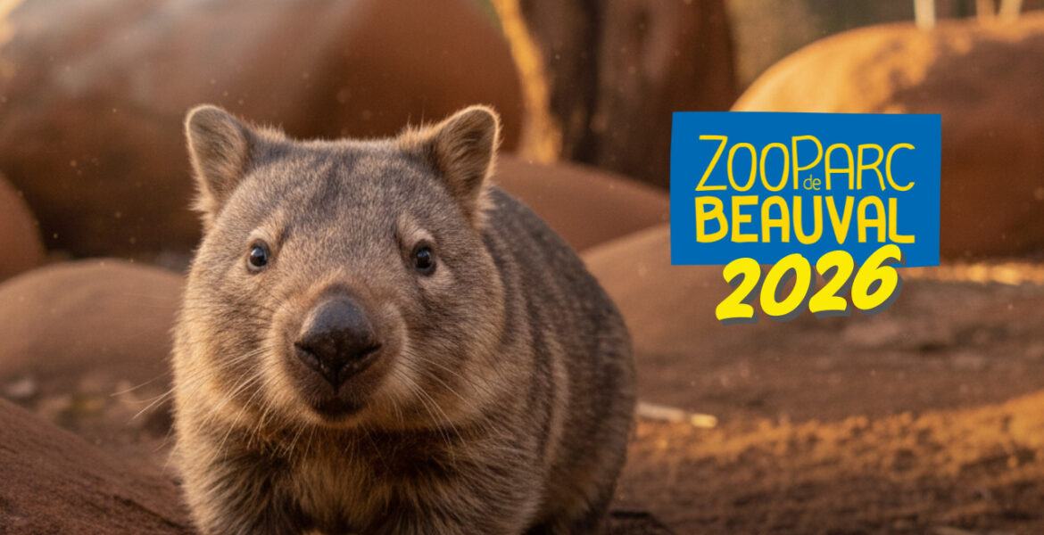 Wombats, kangaroos and a giant farm: everything you need to know about ...
